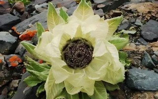 雪莲长什么样_雪莲高清图片大全