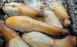 象拔蚌吃了壮阳吗_象拔蚌补肾效果怎么样