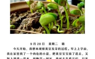 黄豆多久发芽_黄豆发芽需要几天