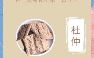 杜仲的功效与作用有哪些_杜仲怎么吃效果最好