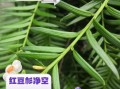 红豆杉的功效与作用_红豆杉的禁忌是什么
