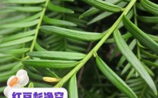 红豆杉的功效与作用_红豆杉的禁忌是什么