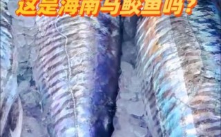 鲅鱼是什么鱼_鲅鱼和马鲛鱼的区别
