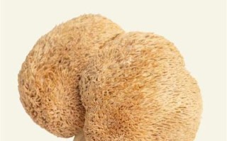 猴头菇哪些人不能吃_六种人不宜吃猴头菇