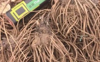 苍术价格2021最新价格_多少钱一斤