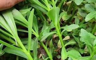 高钙养心菜是骗局吗_高钙养心菜真相揭秘