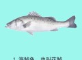 鲈鱼多少钱一斤_鲈鱼价格走势