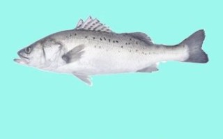 鲈鱼多少钱一斤_鲈鱼价格走势