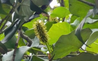 壳菜果是什么_壳菜果的功效与作用