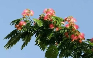 芙蓉树为什么叫鬼树_民间传说与科学解释