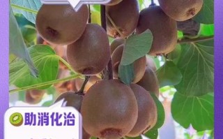 吃一个月猕猴桃能减肥吗_猕猴桃吃多久见效