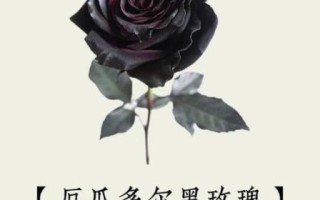 黑玫瑰的花语是什么_黑玫瑰适合送什么人