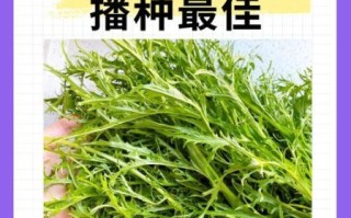 雪里红是什么菜_雪里红有什么功效