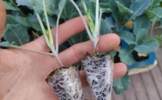 西兰花种植时间_西兰花种植方法