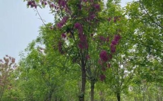香花槐树图片大全_如何识别香花槐与刺槐