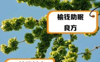榆钱树怎么种_榆钱树的功效与作用