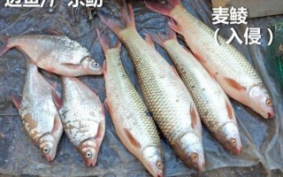 农村河里常见鱼有哪些_如何分辨十种河鱼