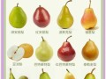 梨的种类有哪些_常见梨品种名称大全