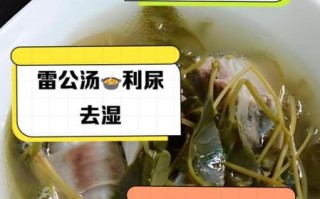 雷公根煲鸡汤的功效_孕妇能喝雷公根鸡汤吗