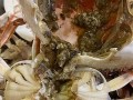 螃蟹里黄黄的像屎一样能吃吗_蟹黄和蟹屎的区别