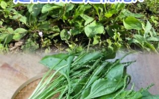 车前子和车前草的区别_哪个更好用