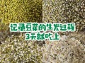 绿豆芽怎么发_绿豆芽简单做法