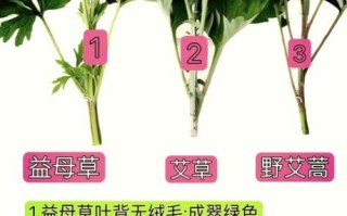 艾蒿和艾草的区别_如何一眼分辨