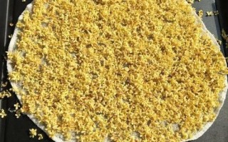 桂花蜜_居无竹txt下载地址在哪