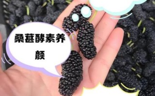 桑葚酵素的功效与作用_桑葚酵素能减肥吗