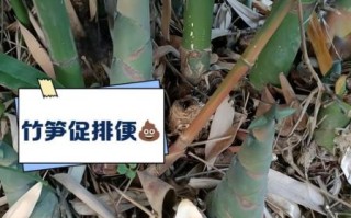 金竹笋怎么做好吃_金竹笋的家常做法