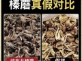 榛蘑图片大全集_榛蘑怎么分辨真假
