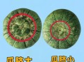 野生小香瓜能吃吗_怎么挑选