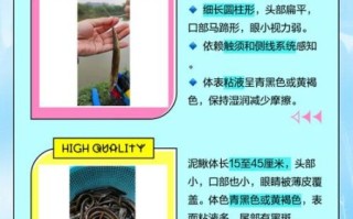 海泥鳅是什么鱼_海泥鳅和泥鳅的区别