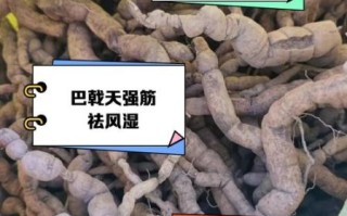 巴戟天和什么药搭配壮阳效果最好_巴戟天壮阳最佳配伍