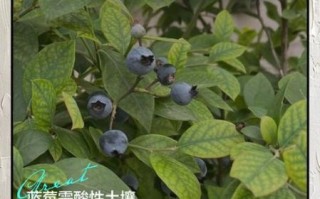 蓝莓适合什么气候_蓝莓种植土壤要求