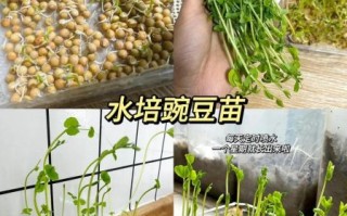 小豌豆怎么种植_小豌豆的营养价值