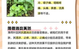 薄荷的副作用有哪些_薄荷什么人不能吃