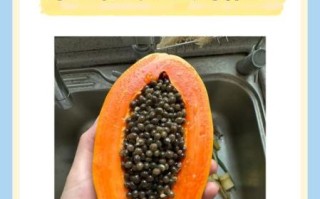 木瓜籽的正确吃法_木瓜籽怎么吃才安全