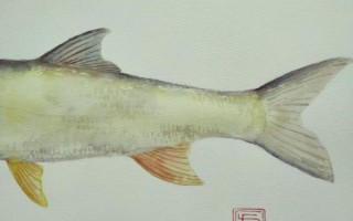 鳡鱼是什么鱼_鳡鱼为什么叫水老虎