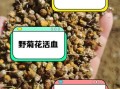 野菊花图片及功效_野菊花泡水喝有什么禁忌