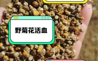 野菊花图片及功效_野菊花泡水喝有什么禁忌
