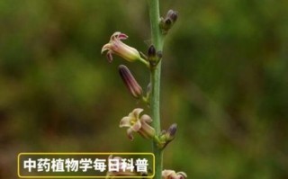 野生知母图片_如何辨别真假