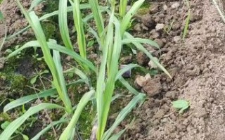 甘蔗种植图片_如何科学种植甘蔗