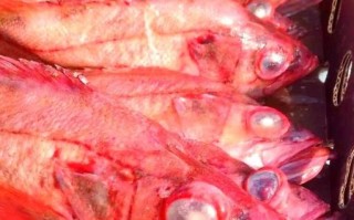 红鳍笛鲷多少钱一斤_红鳍笛鲷怎么做好吃