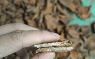 酒大黄的功效与作用_酒大黄怎么服用