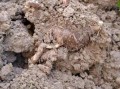 鲜魔芋豆腐怎么做_鲜魔芋豆腐详细制作方法