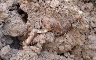 鲜魔芋豆腐怎么做_鲜魔芋豆腐详细制作方法
