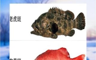老虎斑和石斑的区别_老虎斑是石斑鱼吗