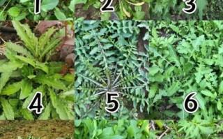 荠菜俗称是什么菜_荠菜和荠荠菜一样吗