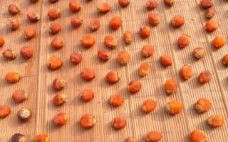 家庭晒柿饼的方法_柿饼晒制步骤详解